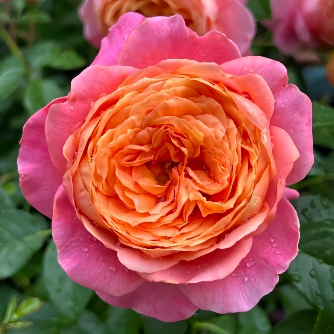 Juzi Rose Plant｜橘子 – bloommyrose.com